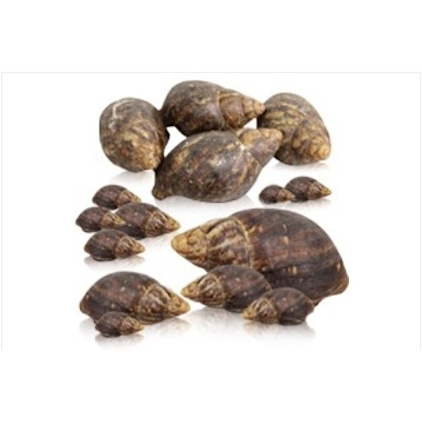 Frozen Snail x 4 - Akins Food | Trusted African Food Shop in UK